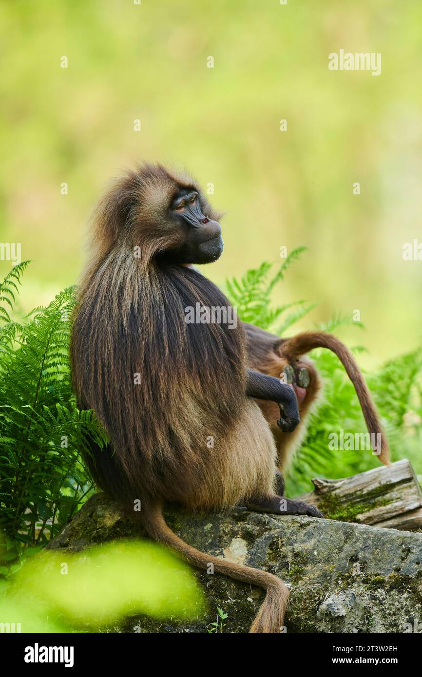 Gelada (Theropithecus gelada) male sitting, captive, distribution ...