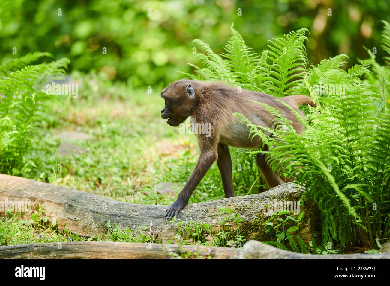 Gelada (Theropithecus gelada) female walking, captive, distribution ...