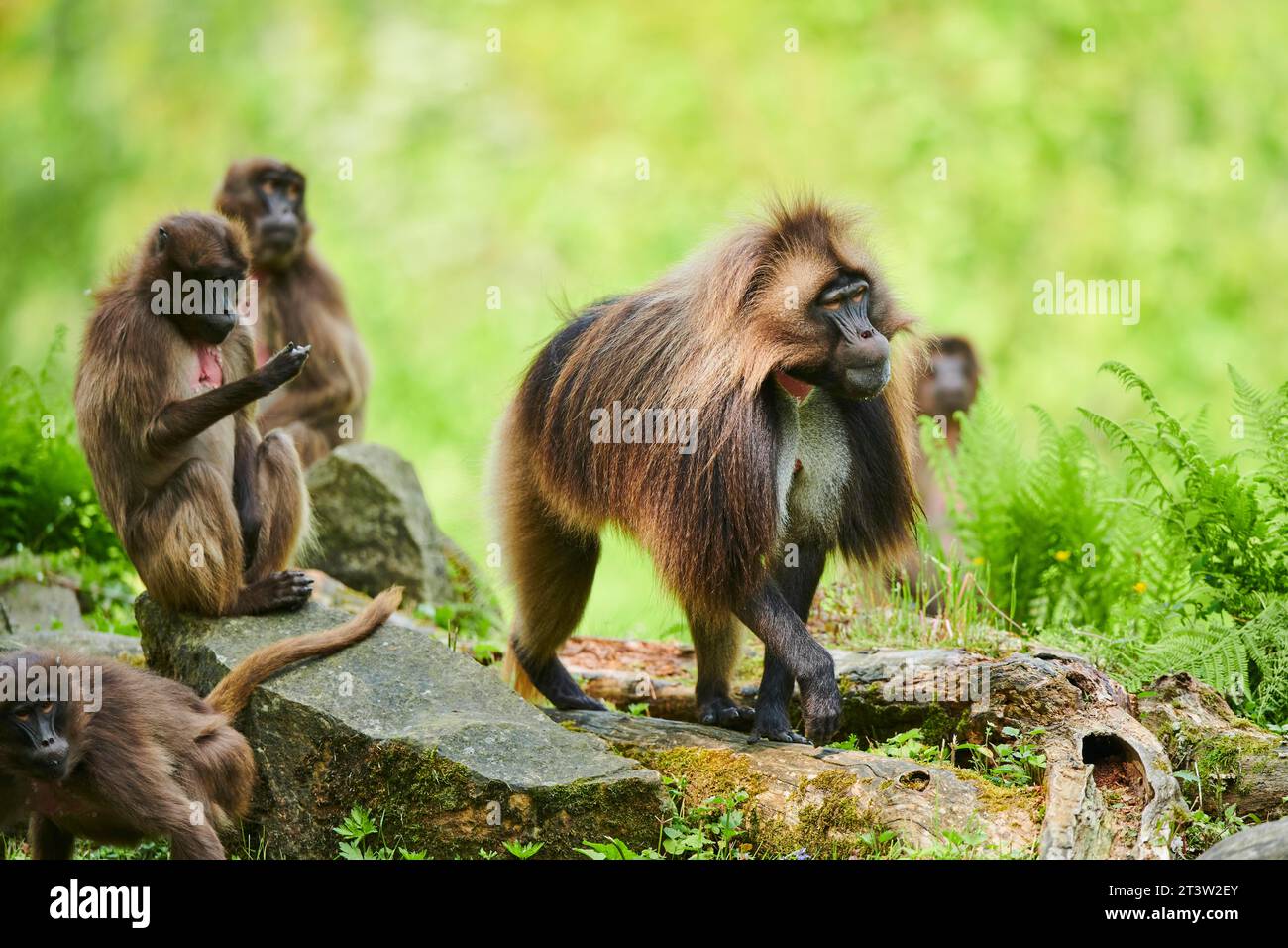Gelada (Theropithecus gelada) female and male walking, captive ...