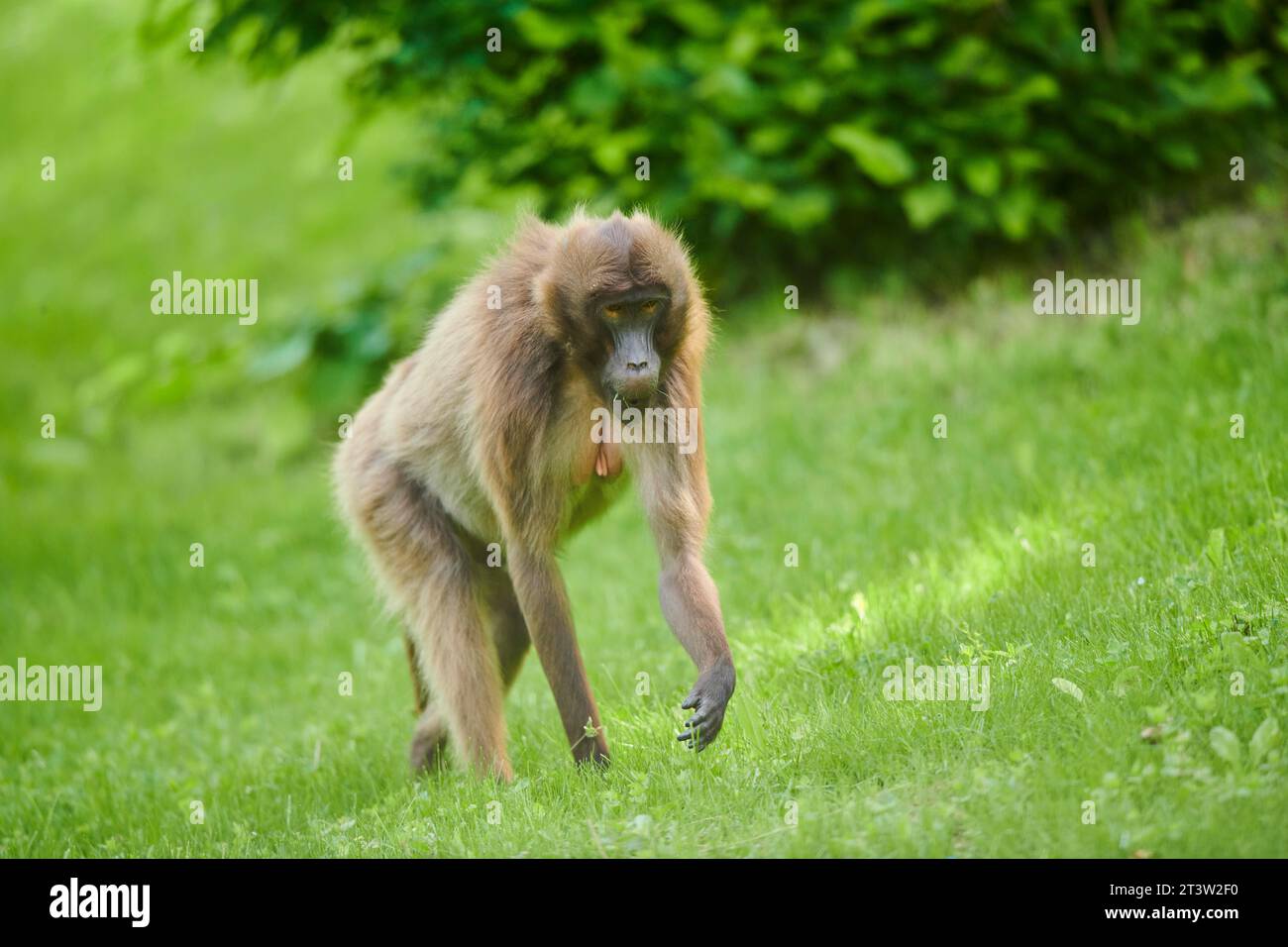 Gelada (Theropithecus gelada) female walking on a meadow, captive ...