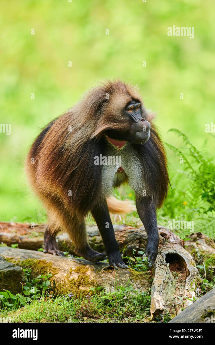 Gelada (Theropithecus gelada) male walking, captive, distribution ...
