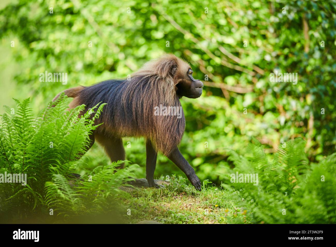 Gelada (Theropithecus gelada) male walking, captive, distribution ...