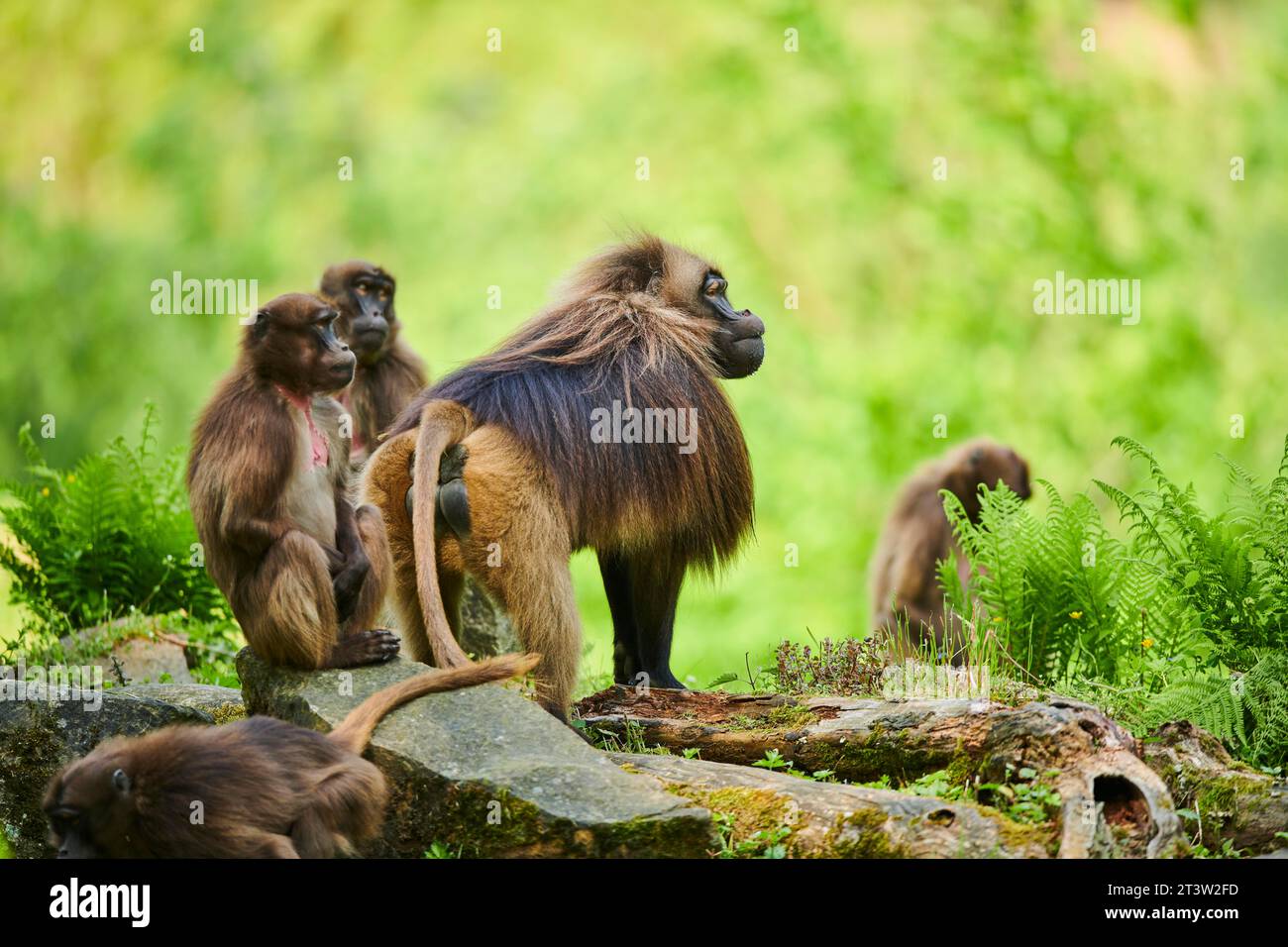 Gelada (Theropithecus gelada) male standing with female, captive ...