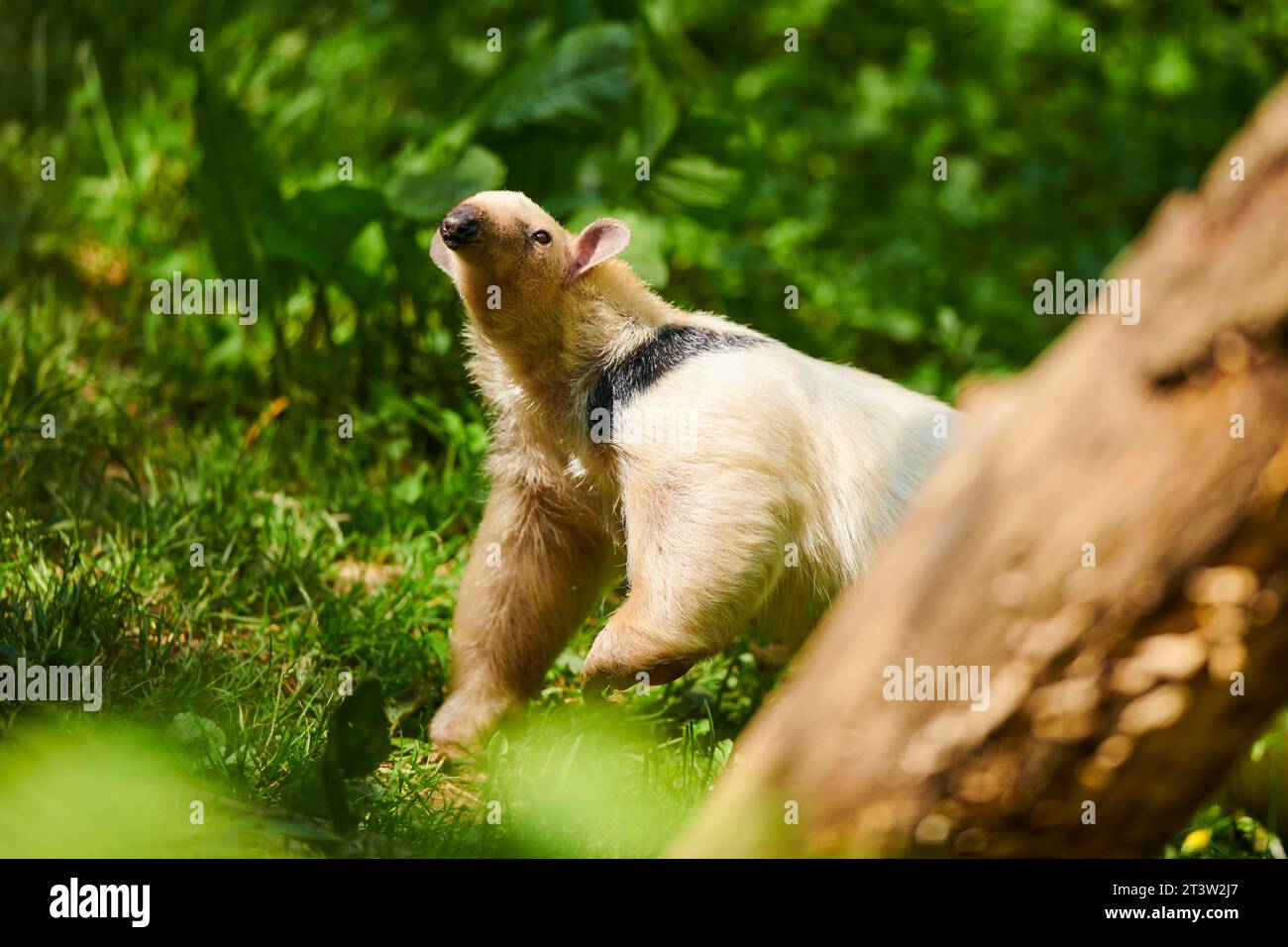 Southern tamandua (Tamandua tetradactyla) anteater on the grass ...