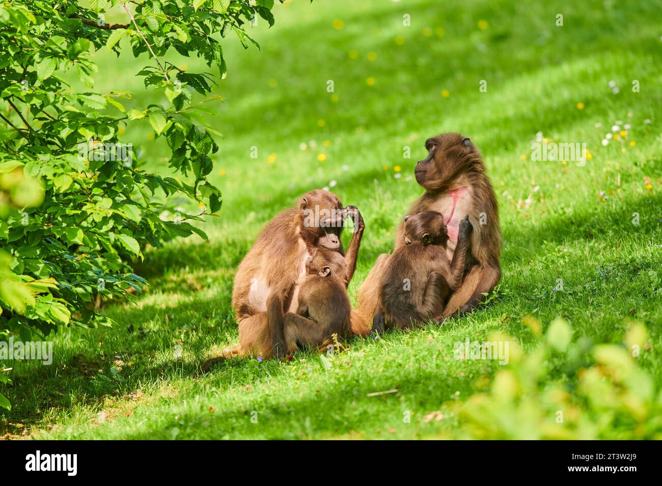 Gelada baboon mother hi-res stock photography and images - Alamy