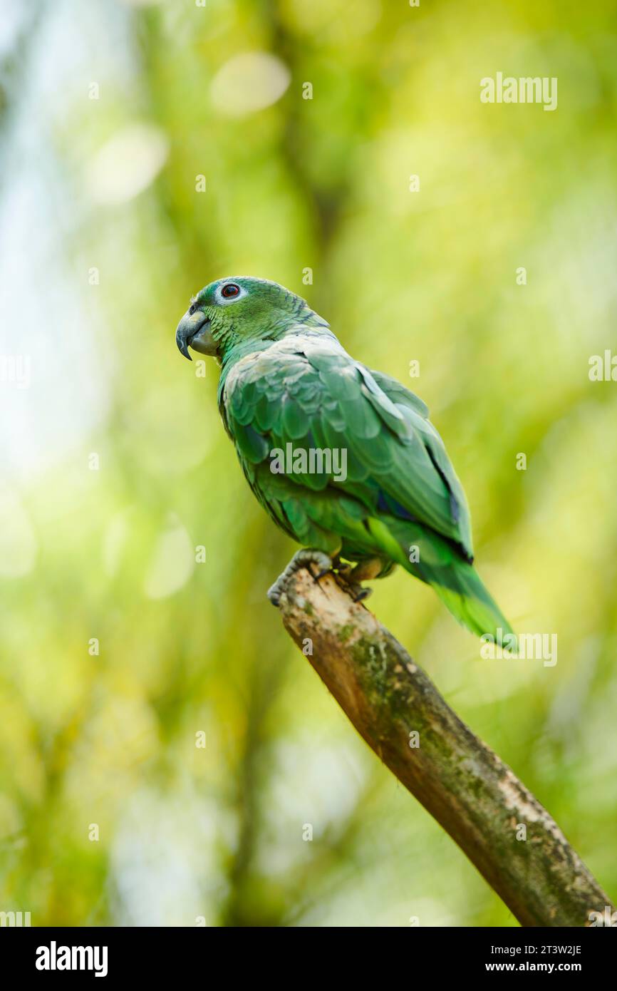 Southern mealy parrot (Amazona farinosa), amazon, sitting on a branch ...
