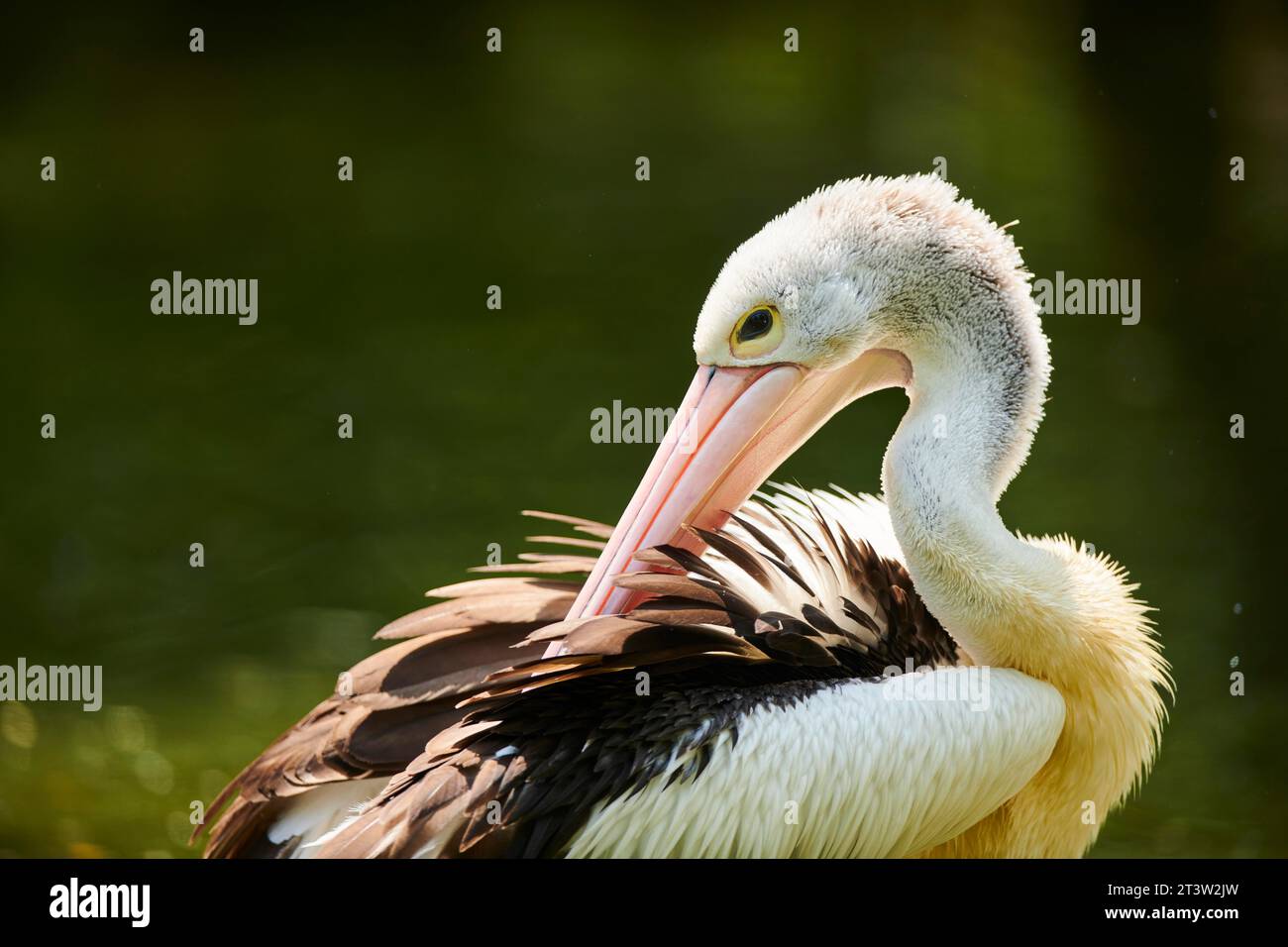 Australian pelican head shot hi-res stock photography and images - Alamy