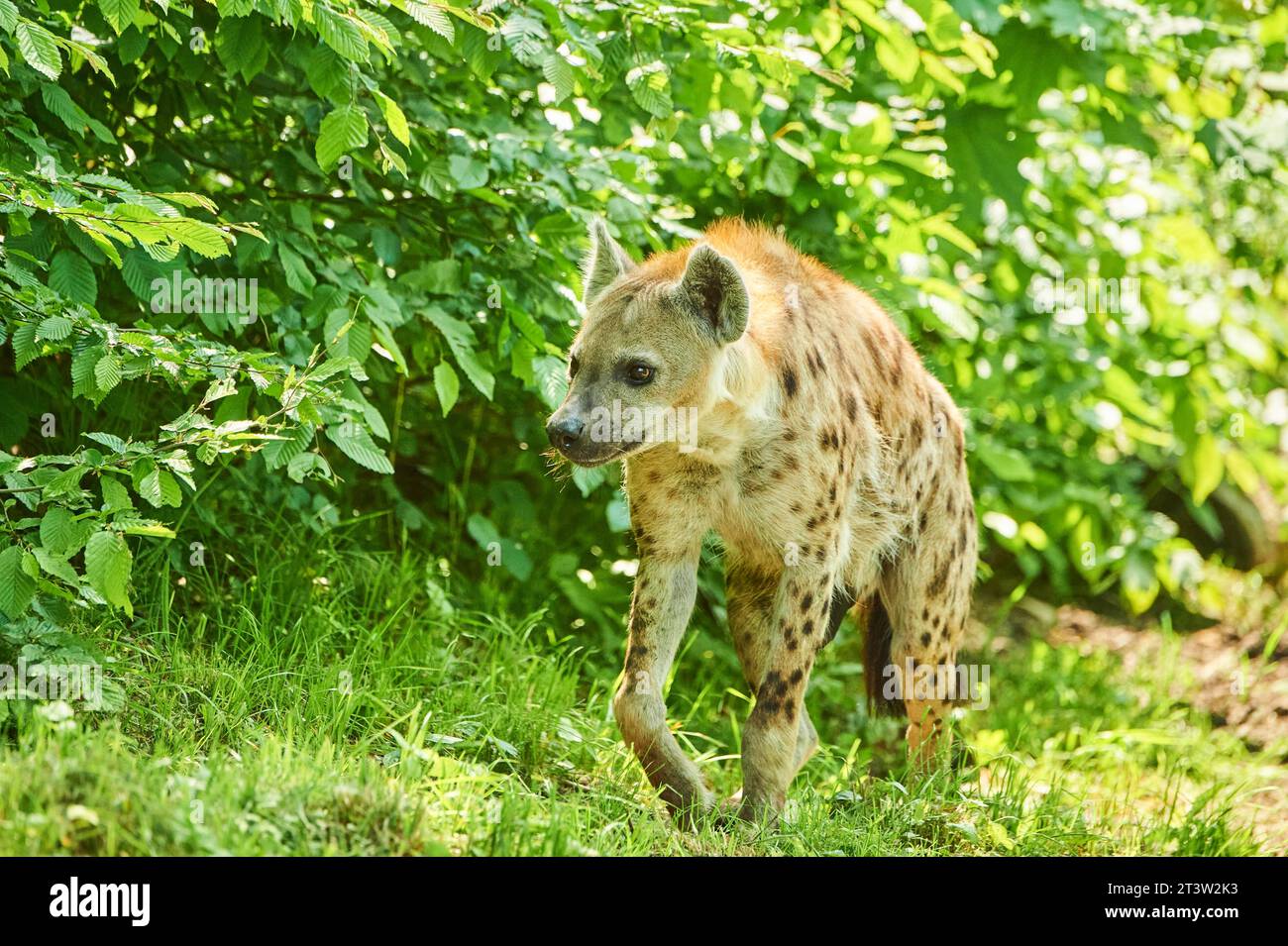 Australian hyena hi-res stock photography and images - Alamy