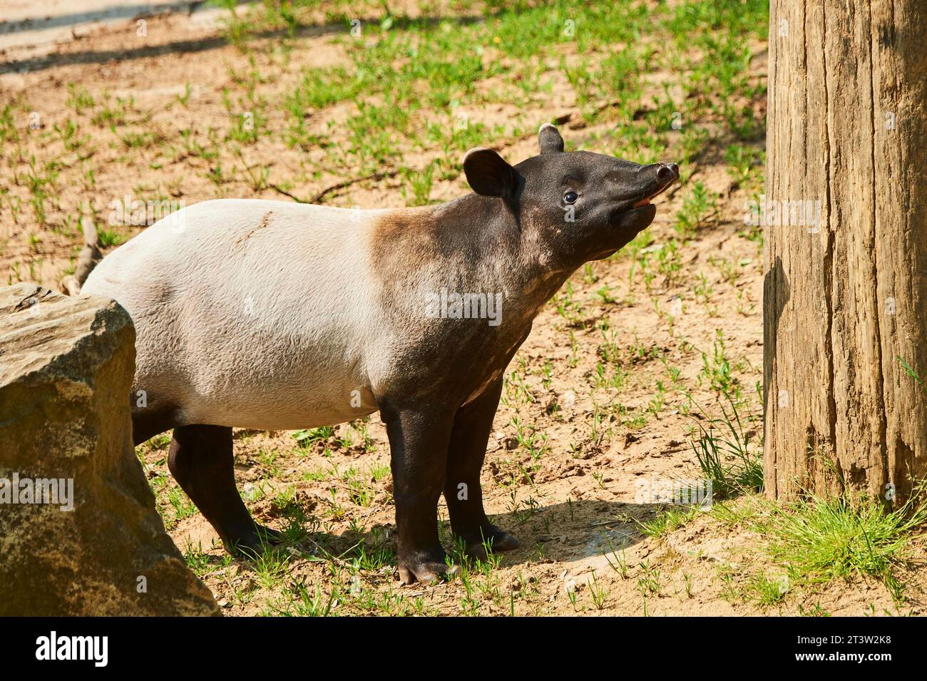Malayan tapir (Tapirus indicus) standing, captive, distribution ...