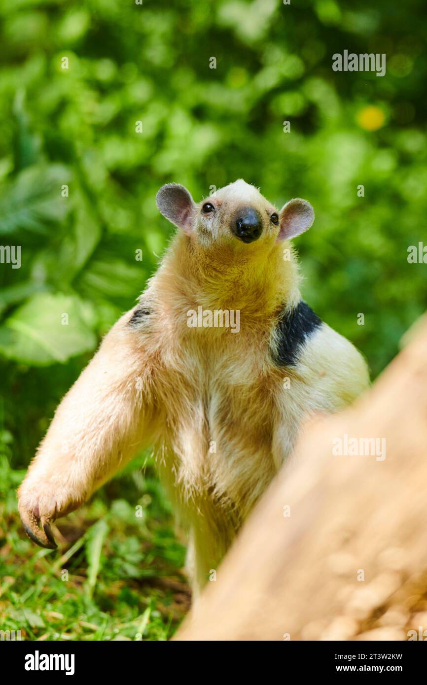 Southern tamandua (Tamandua tetradactyla) anteater on the grass ...