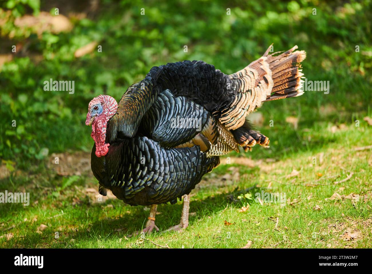 Wild turkey (Meleagris gallopavo) male spreading its feathers on a ...