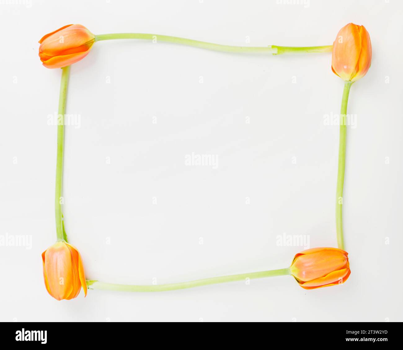 Orange tulips frame white background Stock Photo - Alamy
