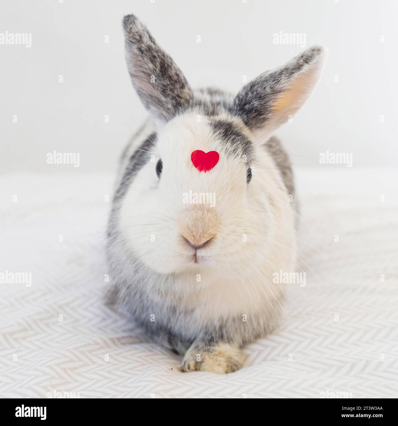 Rabbit with ornament red heart front Stock Photo - Alamy