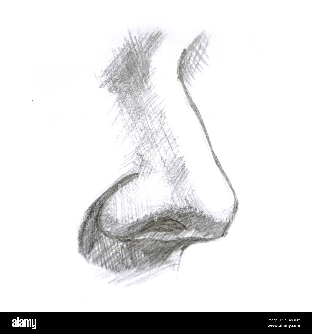 Human biology, organ anatomy illustration. engraved hand drawn in old ...