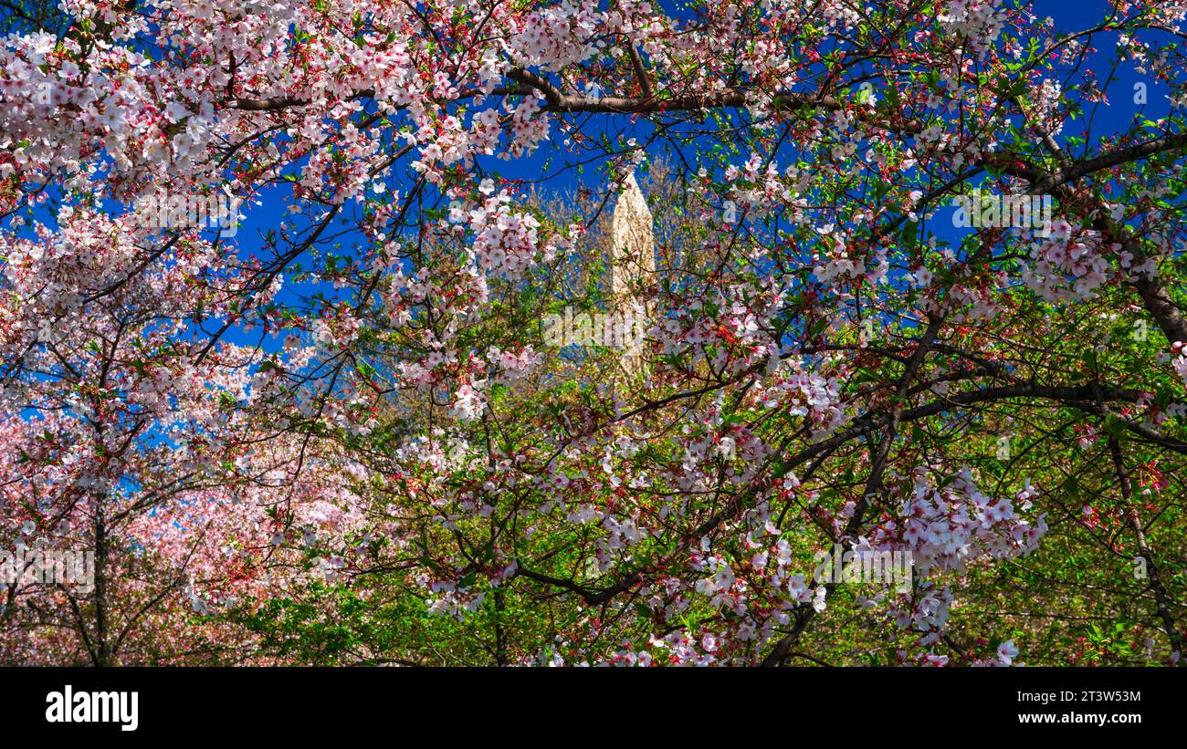 Prunus obelisk hi-res stock photography and images - Alamy