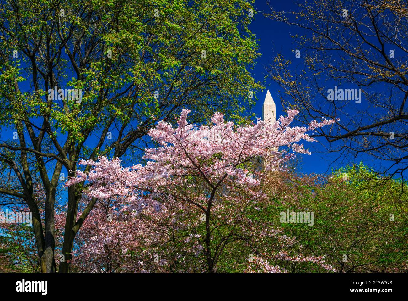 Prunus obelisk hi-res stock photography and images - Alamy