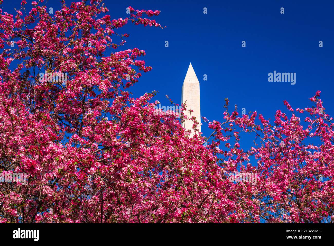 Prunus obelisk hi-res stock photography and images - Alamy