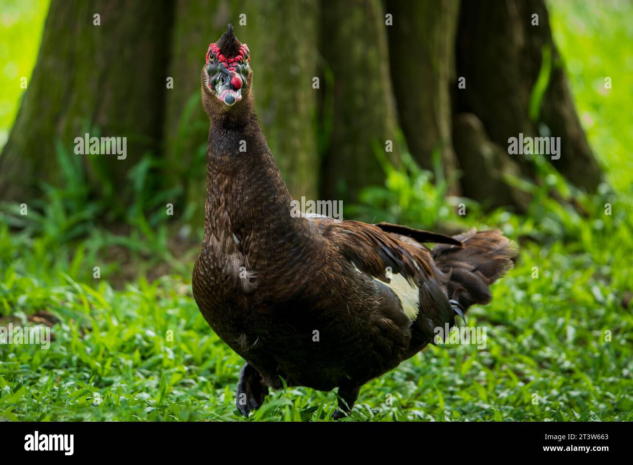 Male muscovy duck hi-res stock photography and images - Alamy