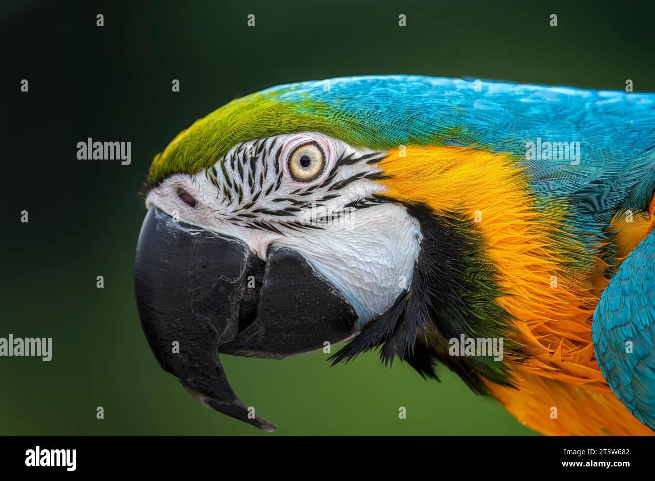 Macaw closeup portrait Stock Photo - Alamy