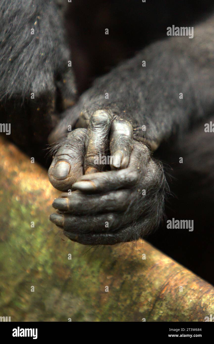 A crested macaque (Macaca nigra) clasps its left hand together with its ...