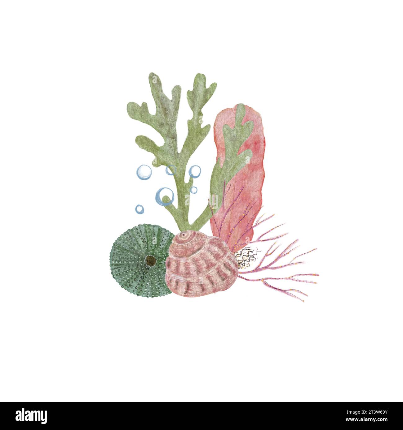 Watercolor composition shells seaweed isolated white Stock Photo - Alamy