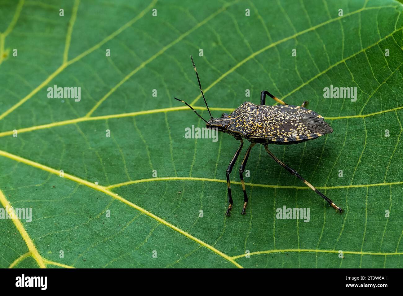 Yellow-spotted stink bug Stock Photo - Alamy