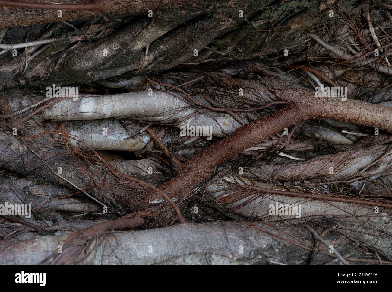 Closeup banyan tree roots surround the tree. Banyan tree roots ...