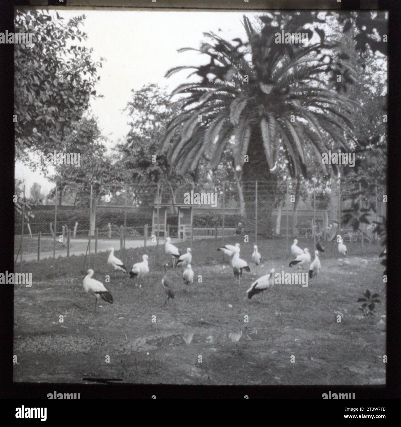 Nile Ibis - 1920s Cairo, Egypt Stock Photo - Alamy
