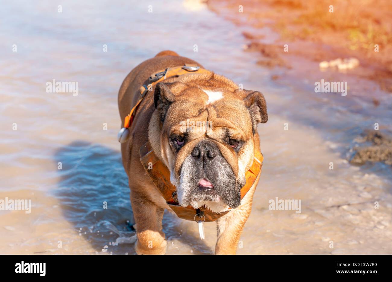 Red english british bulldog running hi-res stock photography and images ...