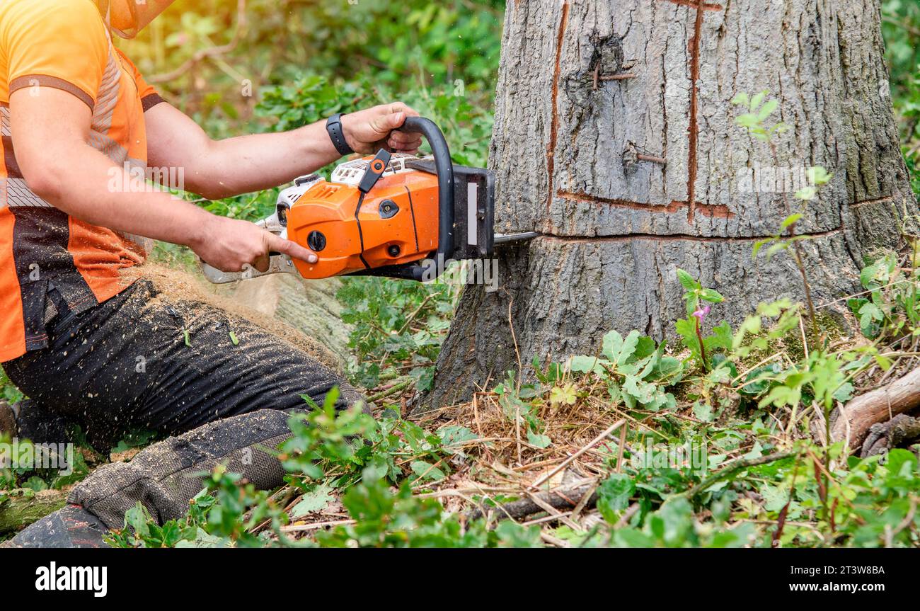 Arborist cutting down tree with petrol chainsaw Stock Photo - Alamy