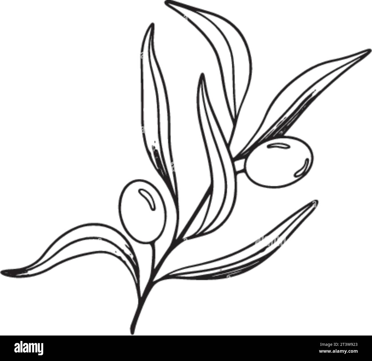 Sketch of olive branch with berries and leaves. Hand drawn vector line ...