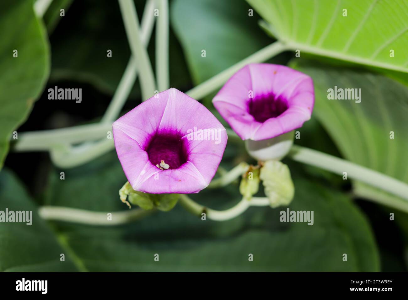 The elephant creeper flower, also known as Vidhara Argyreia nervosa, is ...