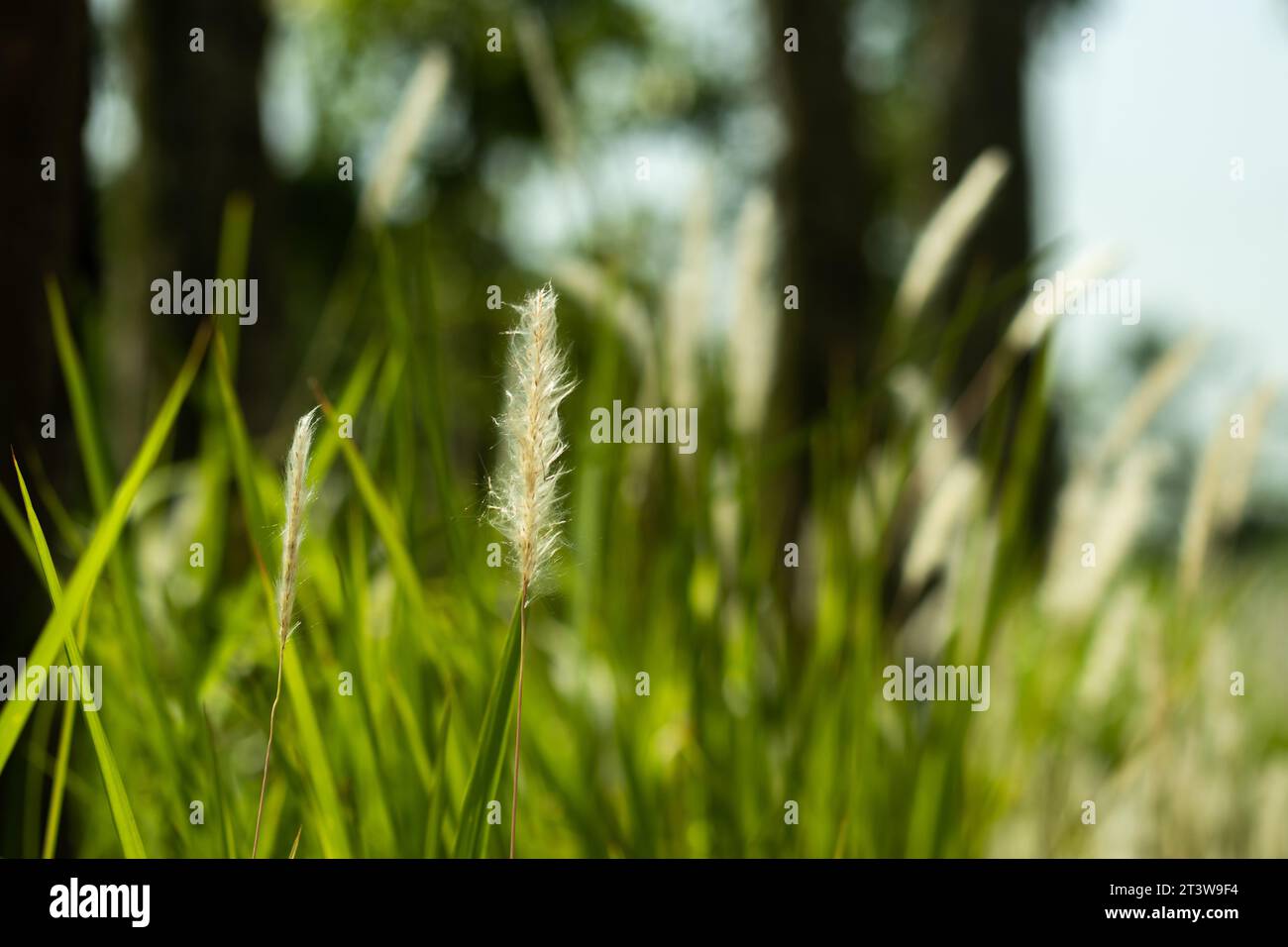 Saccharum spontaneum or Kashful is a perennial tall grass that invades ...
