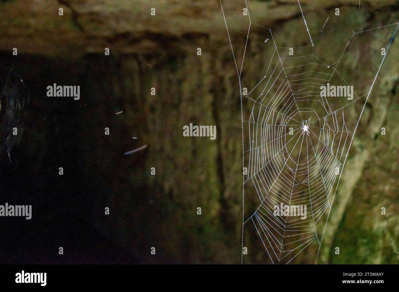 Spider web with spider in the center and blurred stone background Stock ...