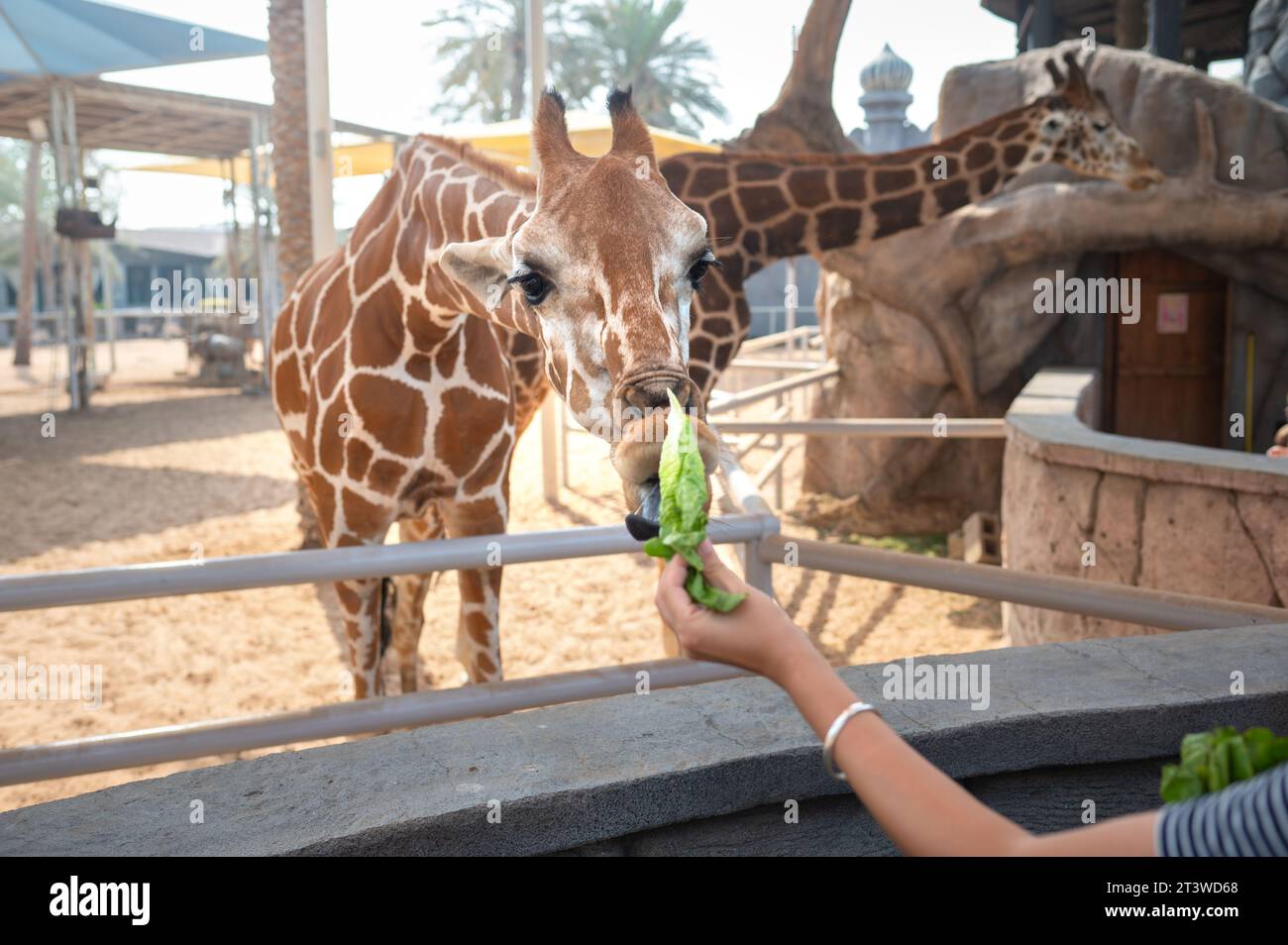 Woman is watching and feeding giraffe with vegetables in Zoo. Woman is ...