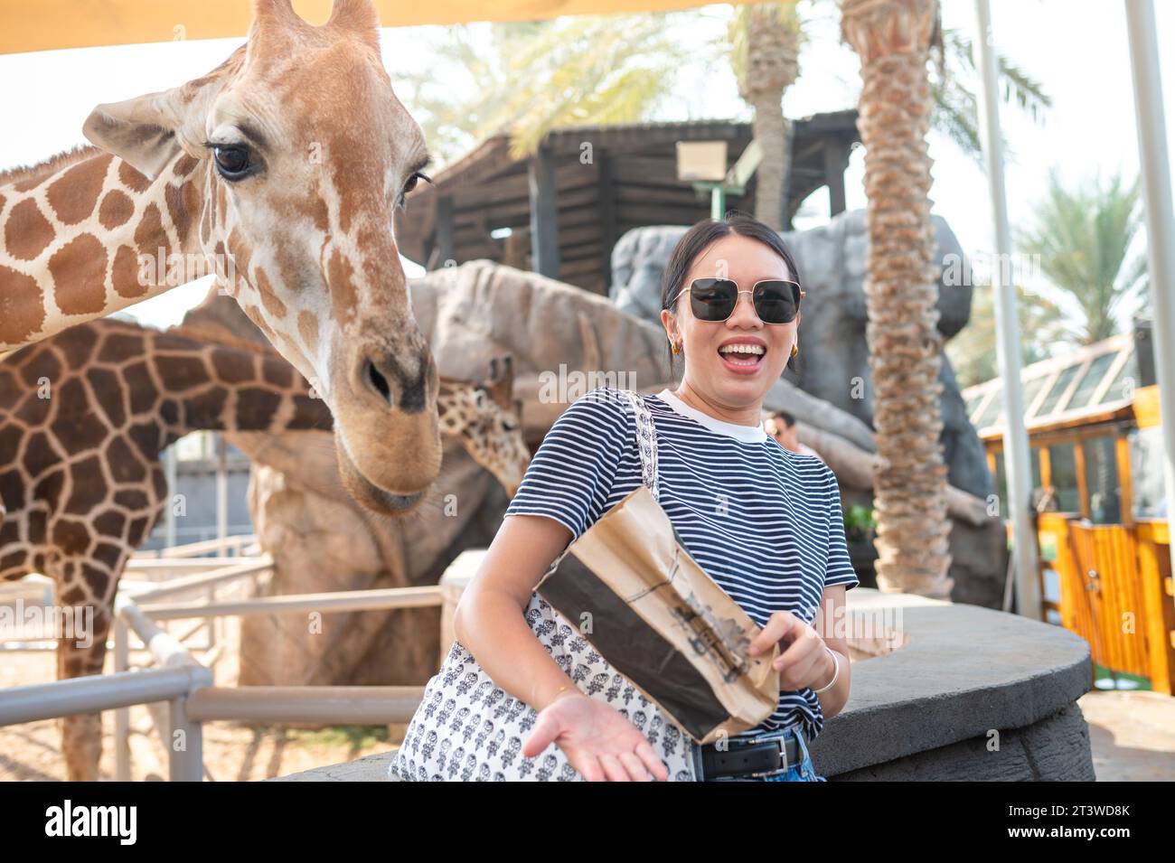 Happy young Chinese woman is watching and feeding giraffe with ...