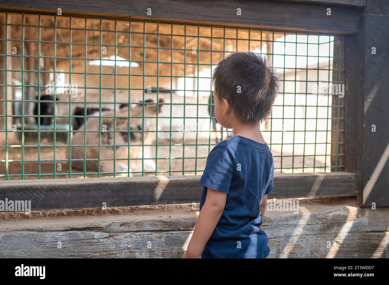 Adorable multiracial baby boy standing in front of cage with animals in ...