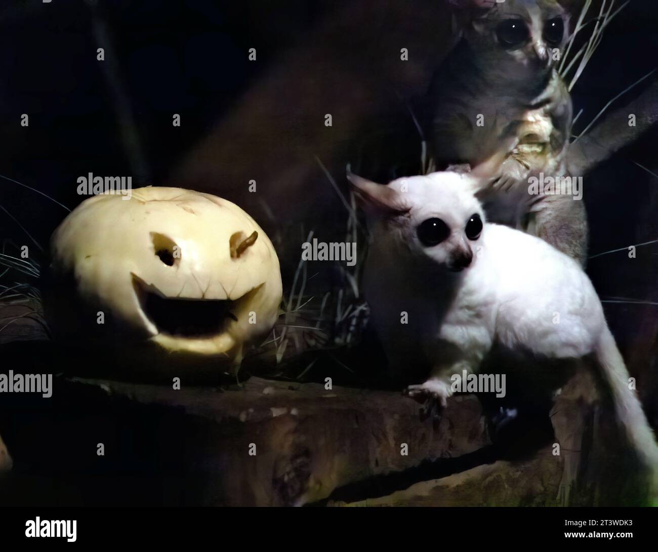 Bush Babies at the Cotswold Wildlife Park tucking into its Halloween ...