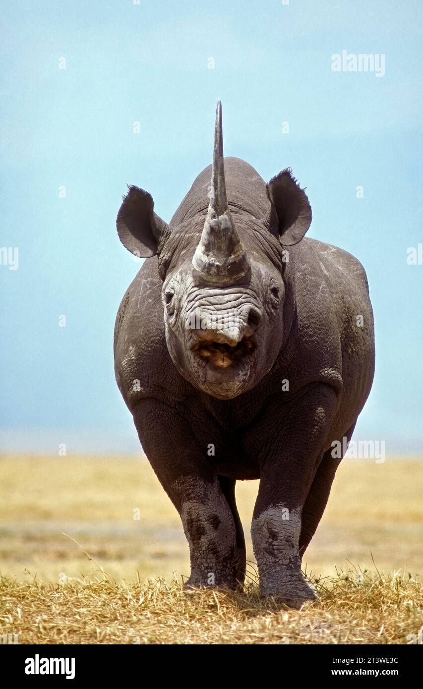 Black Rhinoceros (Diceros bicornis) AKA: black rhino and hook-lipped ...
