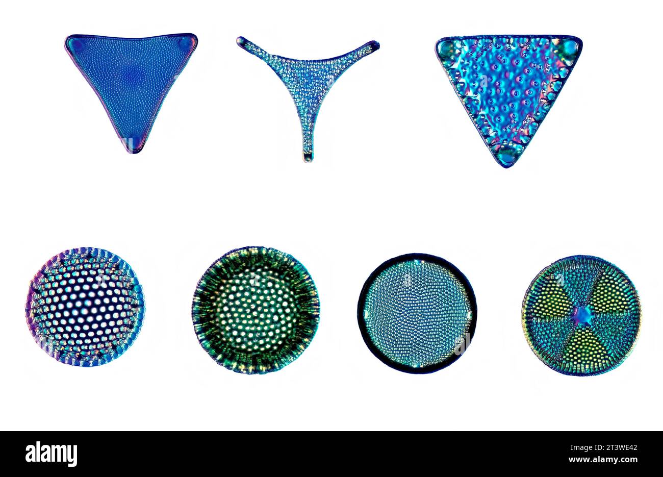 Diatoms, unicellular algae at 100x, isolated on pure white background ...