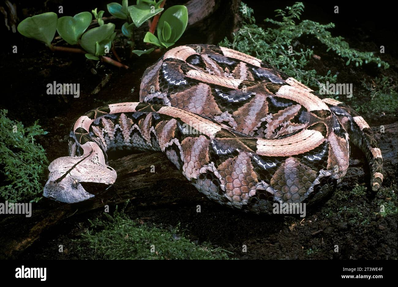 Gaboon Viper (Bitis gabonica) AKA: Gaboon adder, Equatorial Africa ...