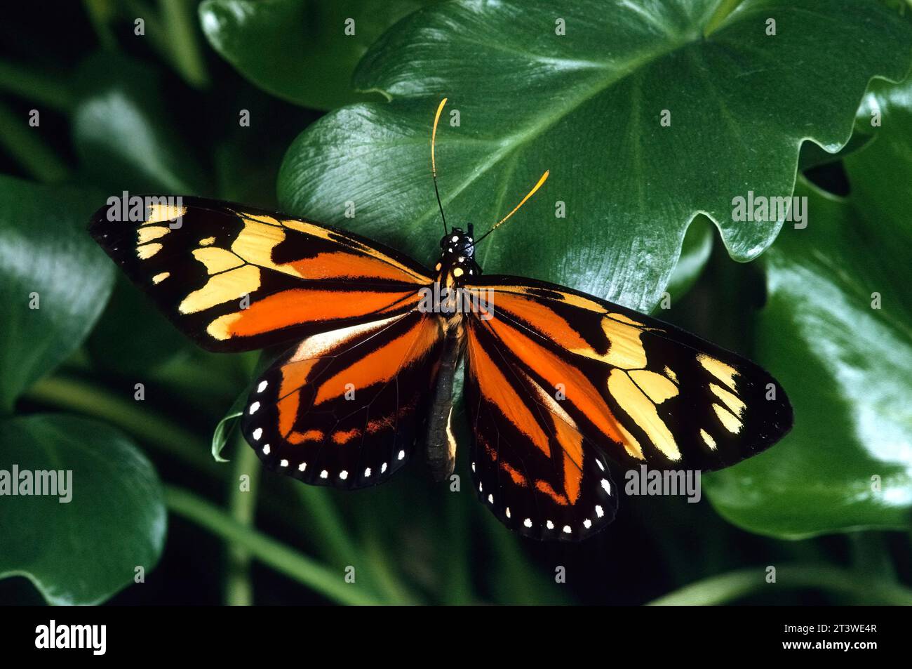 Orange butterfly on yellow hi-res stock photography and images - Alamy
