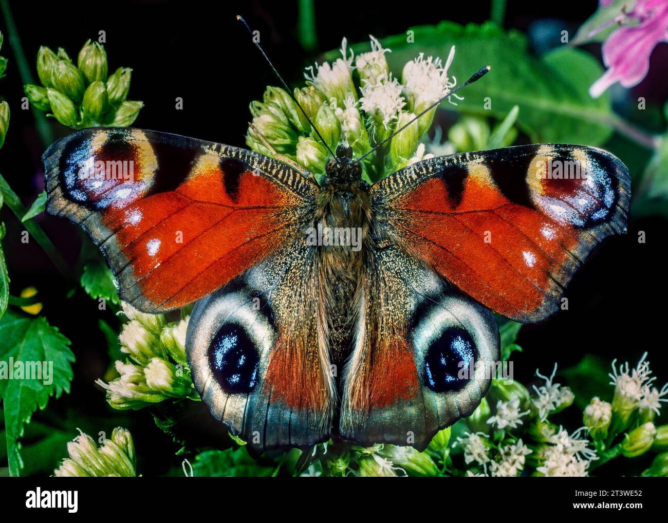 Peacock butterfly (Aglais io) AKA: European peacock Stock Photo - Alamy