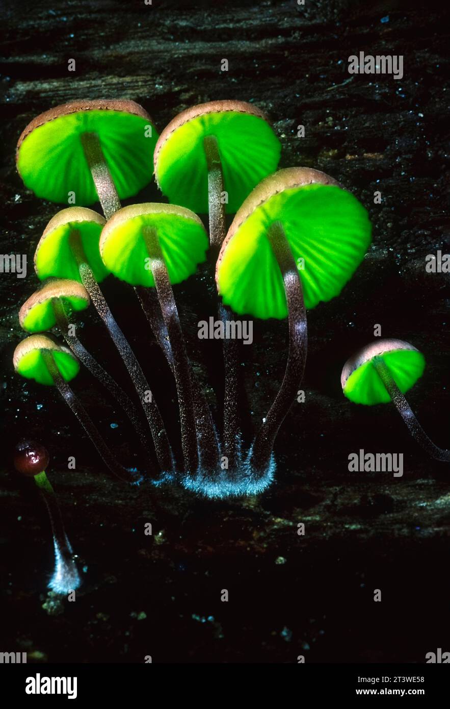 Mycena mushrooms hi-res stock photography and images - Alamy