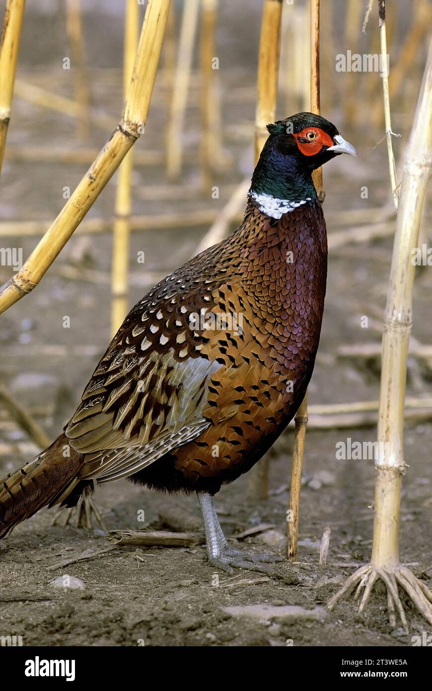 Ring necked pheasant hi-res stock photography and images - Alamy