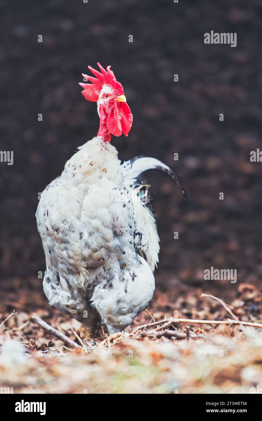 Italian hen hi-res stock photography and images - Alamy