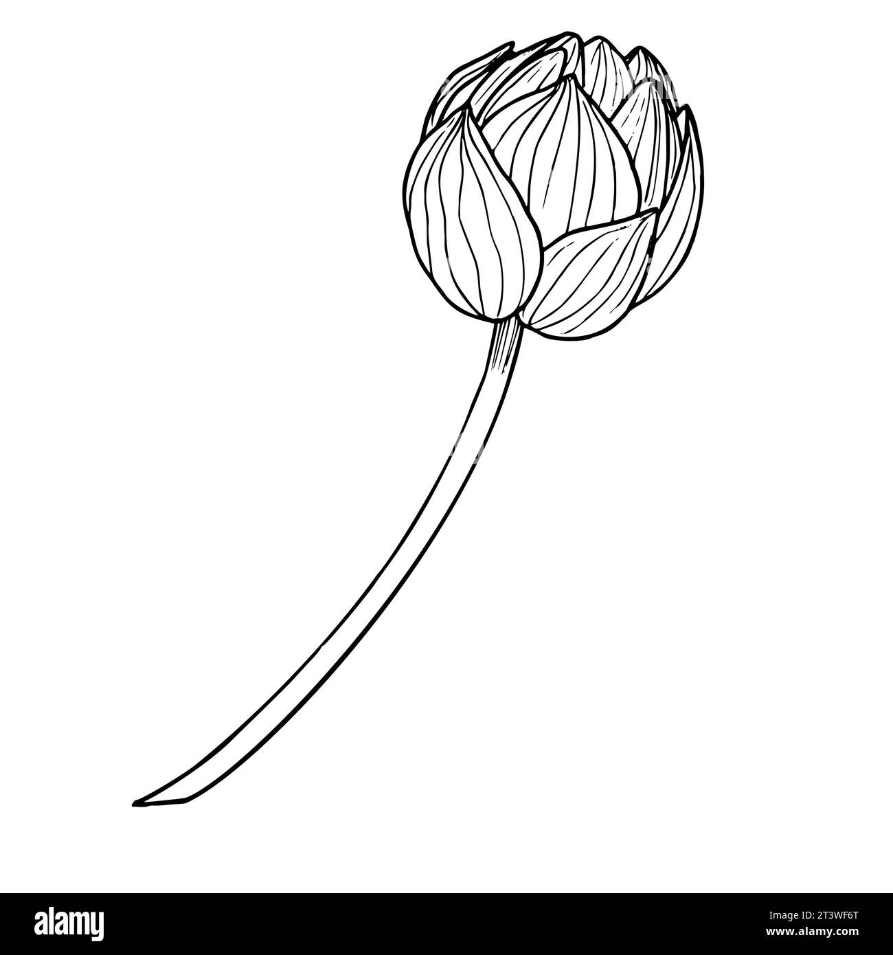 Bud of Lotus flower in line art style. Hand drawn vector illustration ...