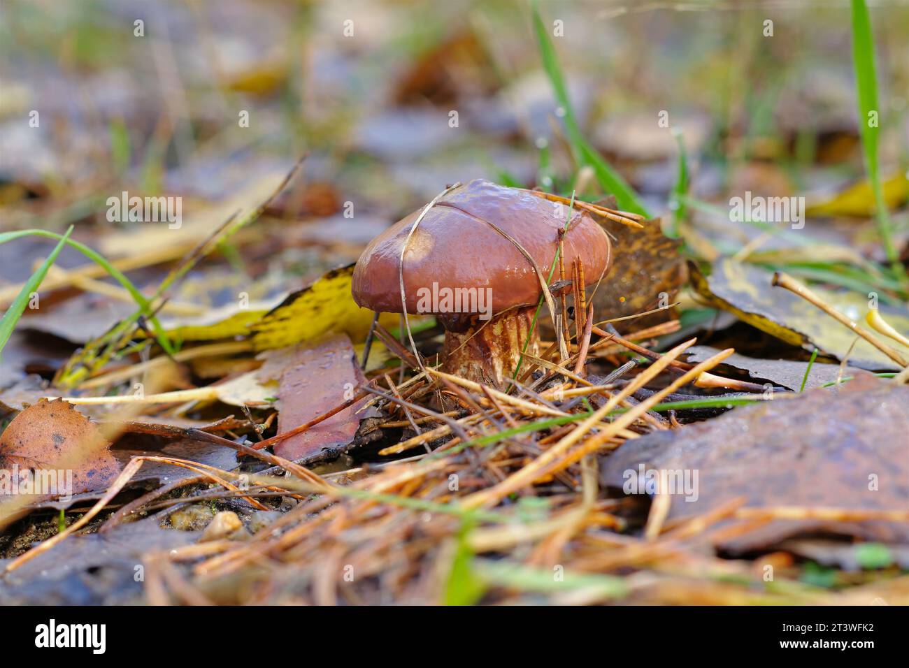 Slippery jack suillus luteus in hi-res stock photography and images - Alamy