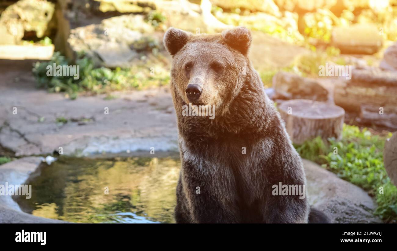 Dark bear resting under sun in aviary near small pond in zoo Stock ...