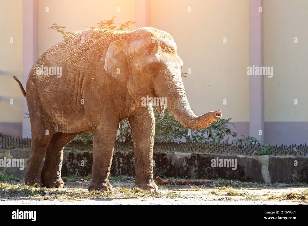 Massive elephant walks around zoo open-air cage waving trunk Stock ...